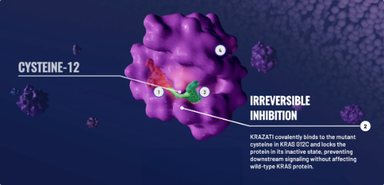 Mechanism of Action | KRAZATI® (adagrasib) for NSCLC